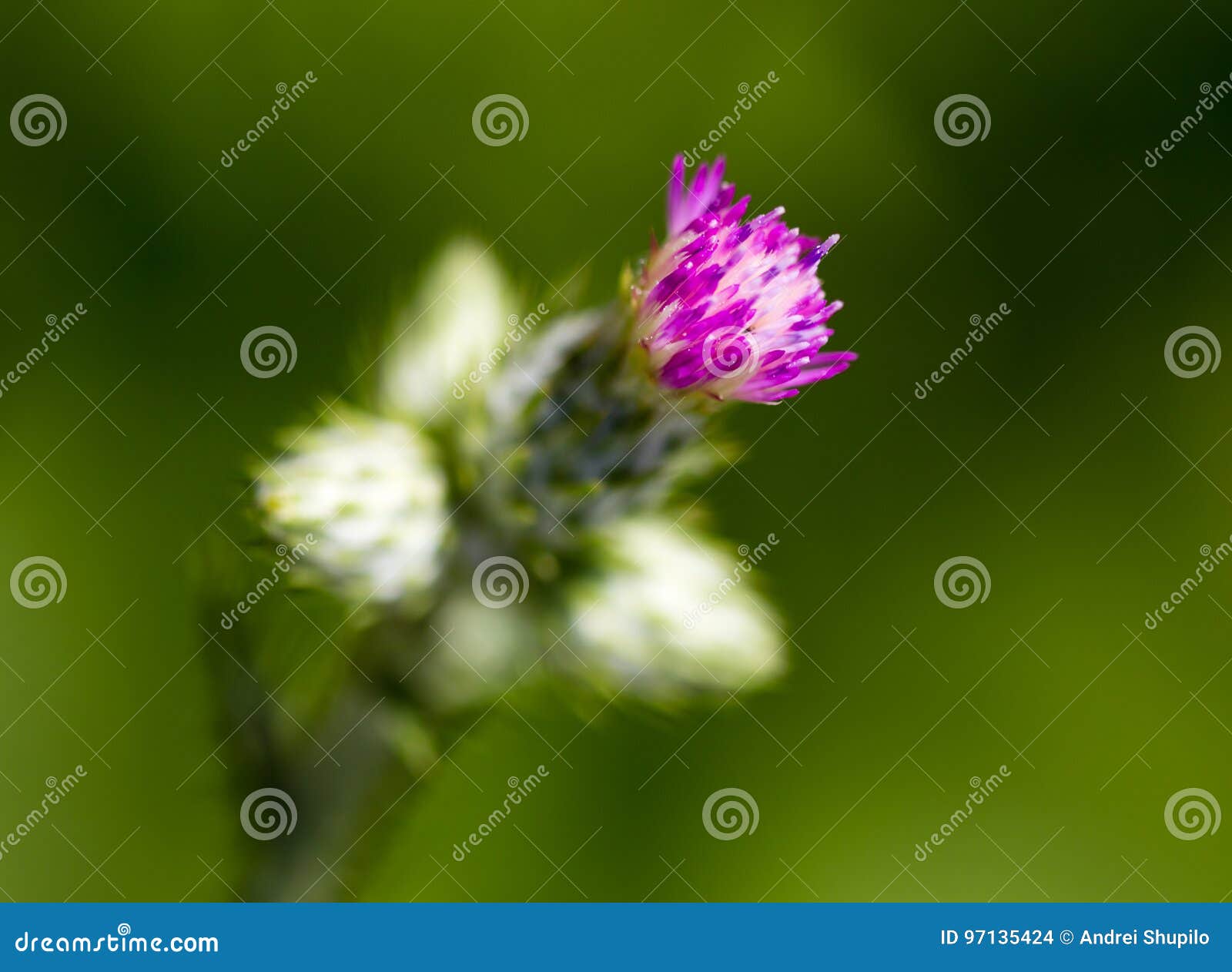 Purple Flower on a Prickly Plant Stock Photo - Image of macro, thistle ...