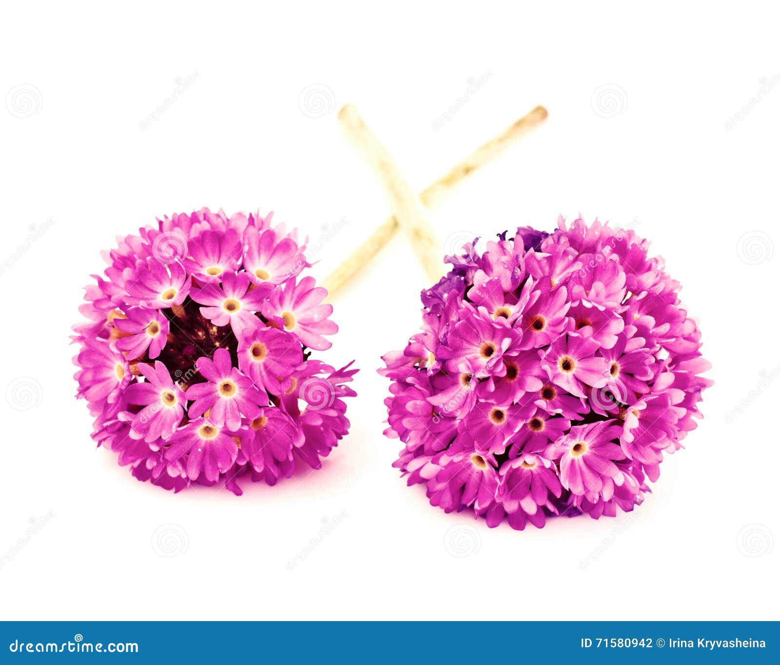 Purple Flower Primrose stock photo. Image of head, nature - 71580942