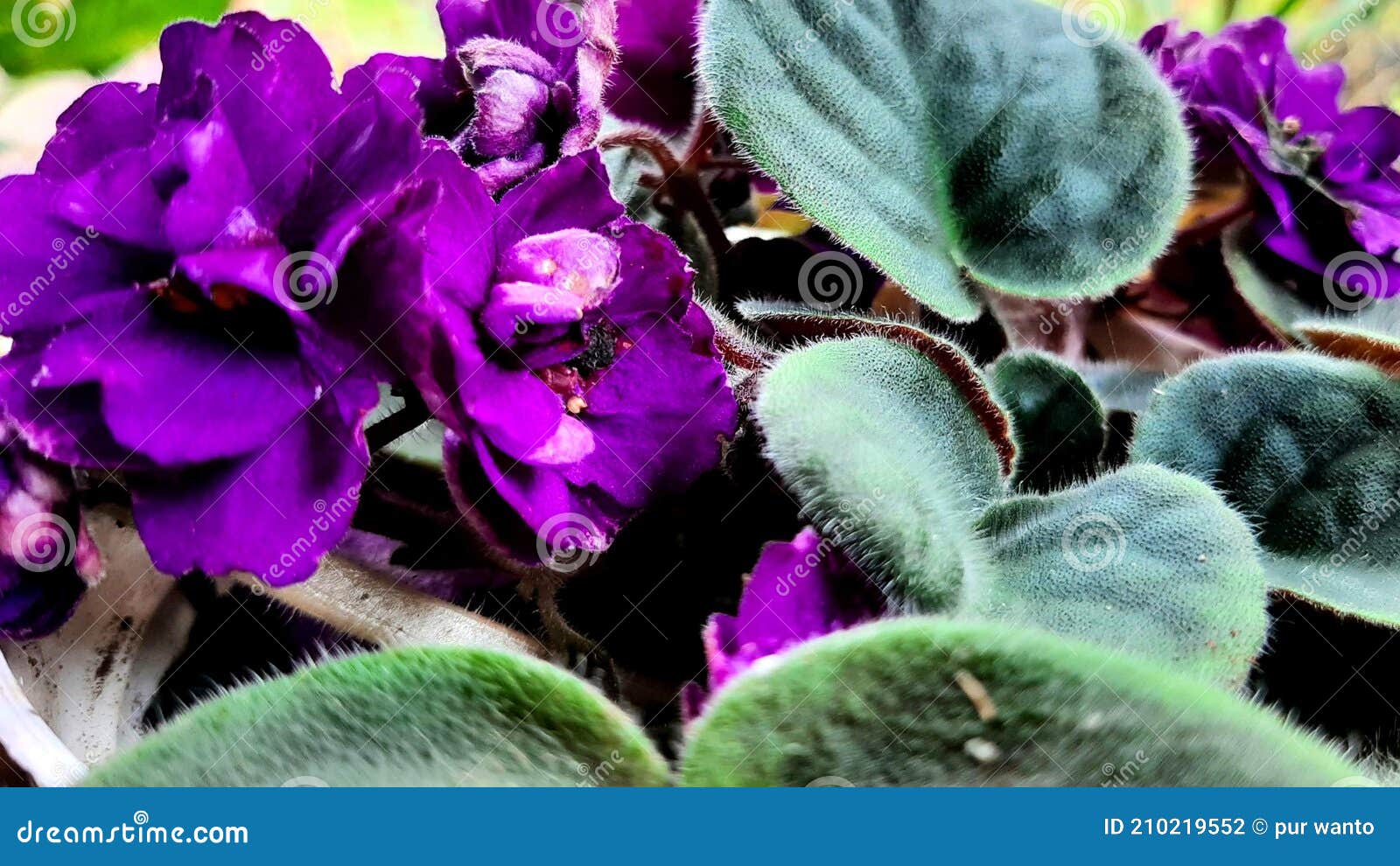 Purple flower in the rain stock photo. Image of freedom - 210219552