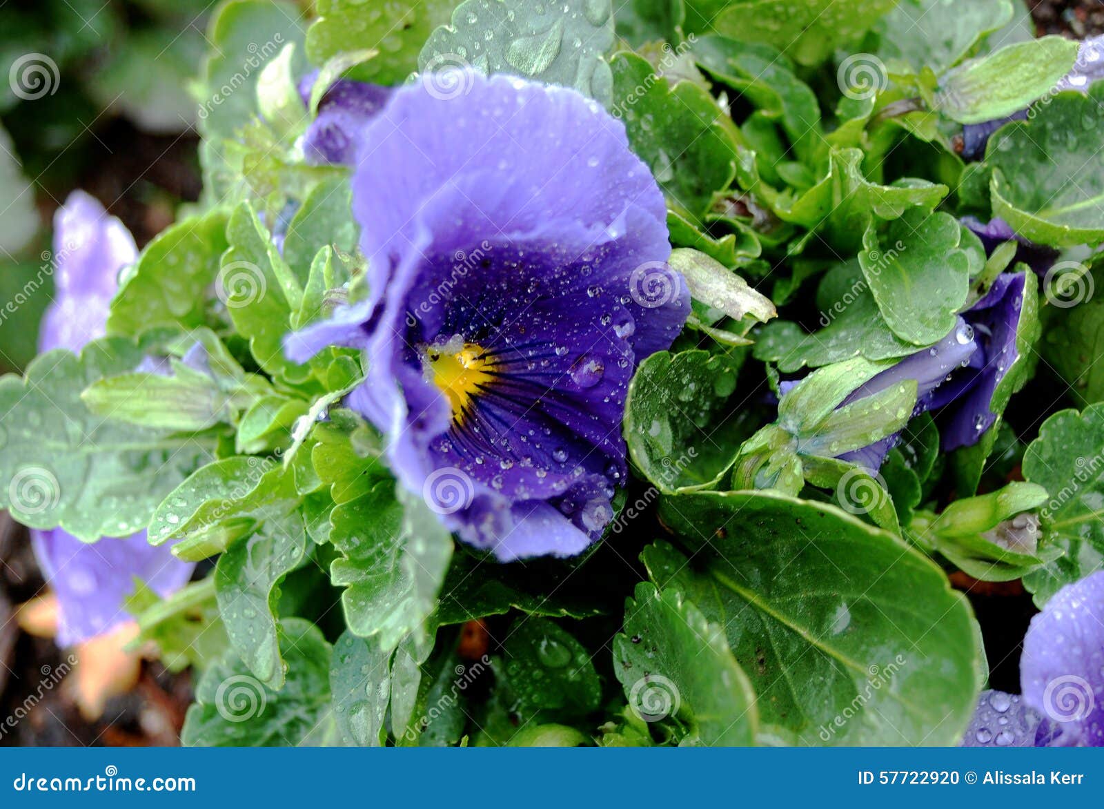 Purple Flower after Raining Stock Photo - Image of rain, flowers: 57722920