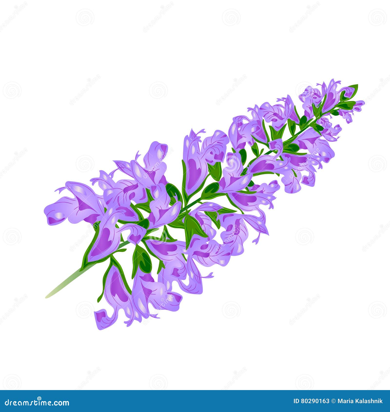 Purple Flower. Sage.Vector. Stock Illustration - Illustration of ...