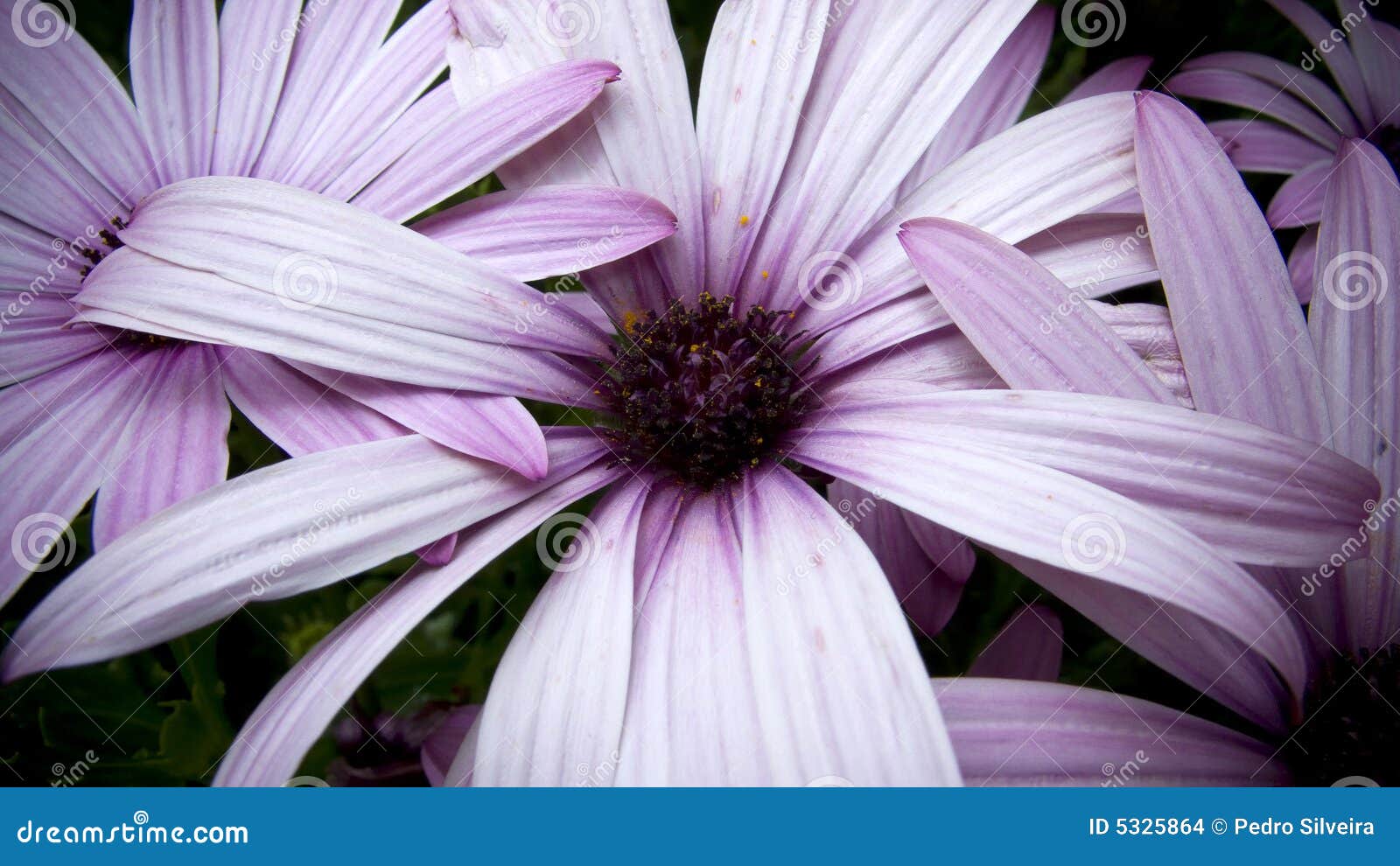 Purple Flower in Shallow Depth of Field Stock Photo - Image of depth ...