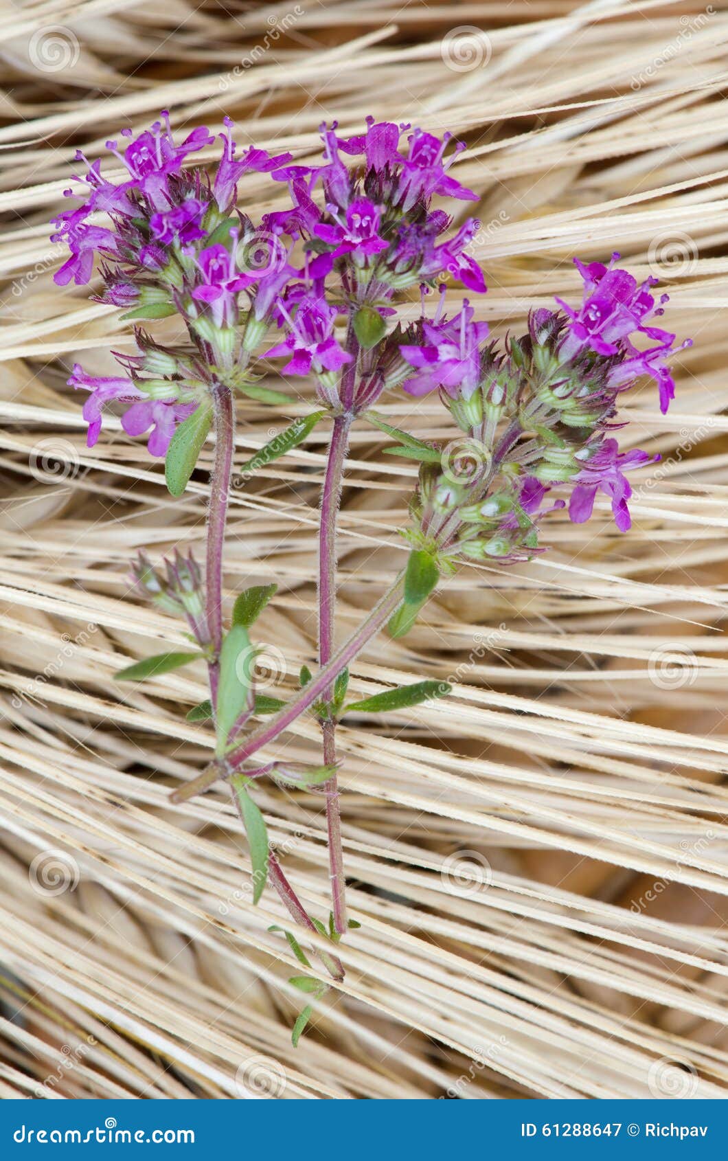Purple flower stock image. Image of colorful, corn, vertical - 61288647