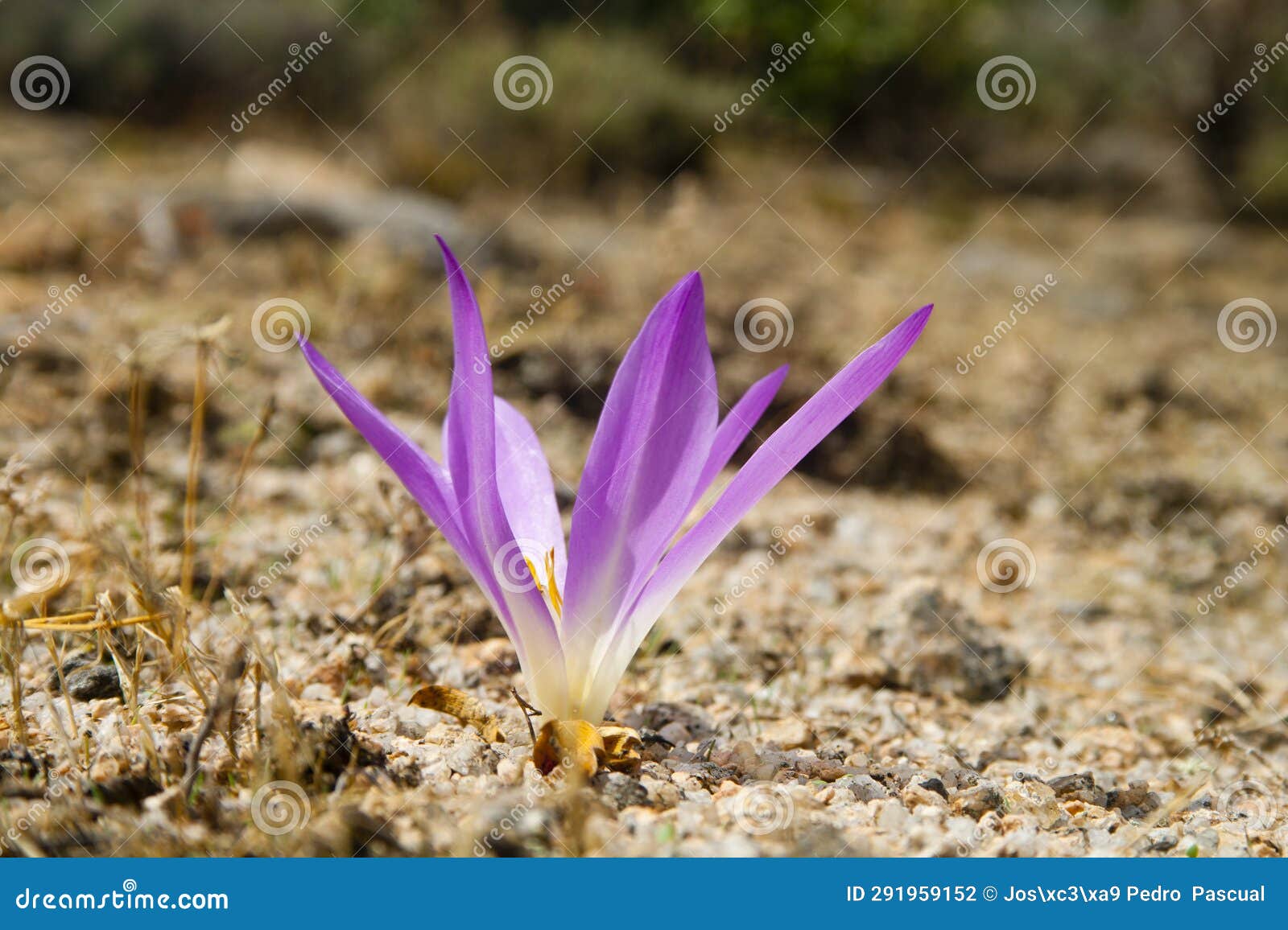 Purple Flower Side View and Close Up of Colchicum Montanum Stock Photo ...