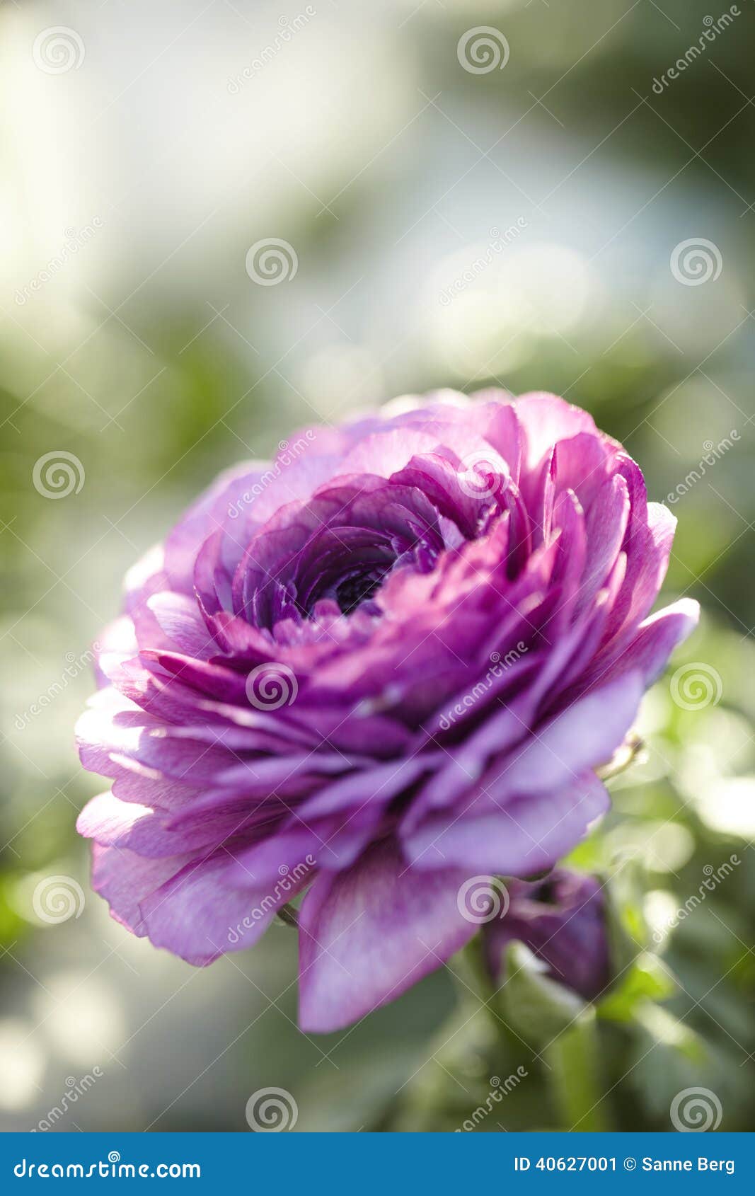 Purple flower stock image. Image of plant, vertical, gardens - 40627001