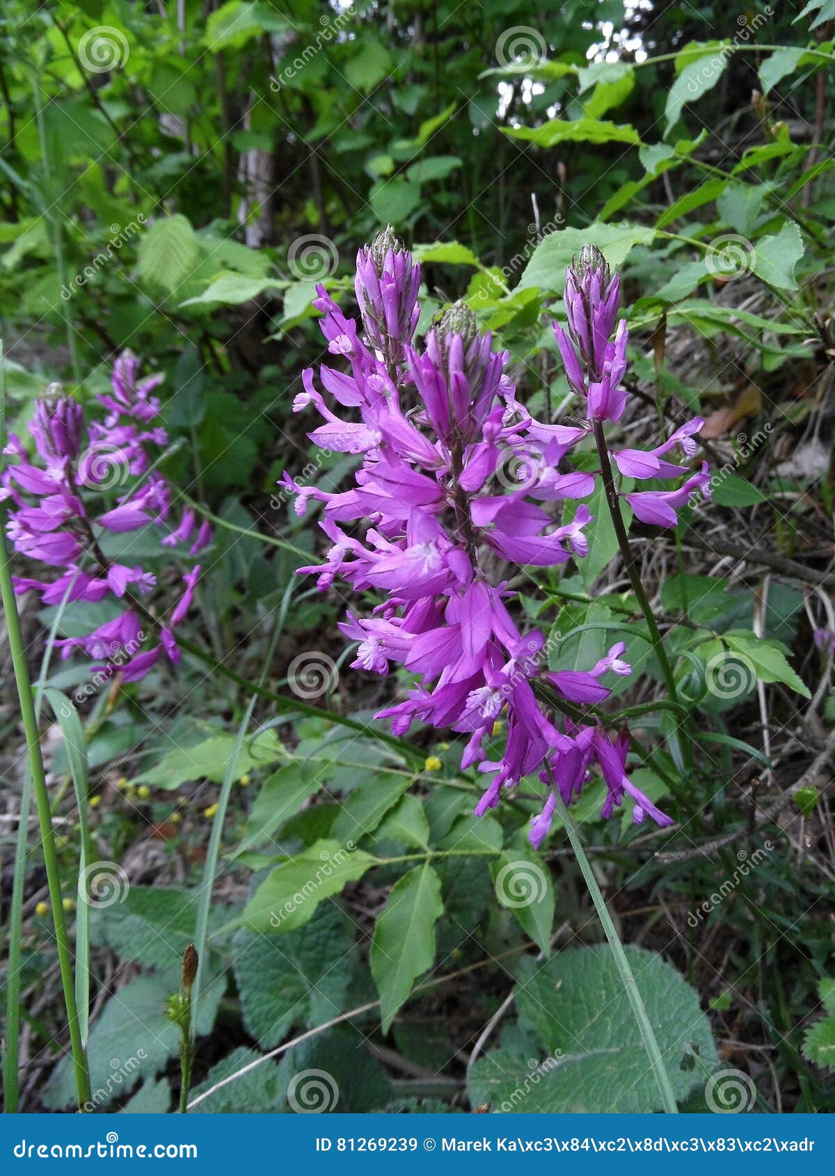 Purple flower stock image. Image of slovak, flower, gorge - 81269239
