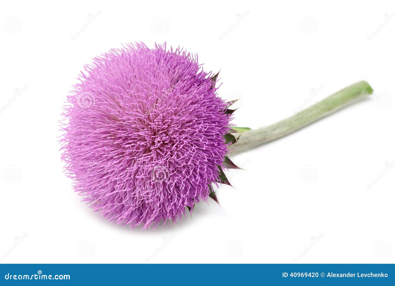 Flower Spikes Of The Australian Native Basil Plectranthus Graveolens ...