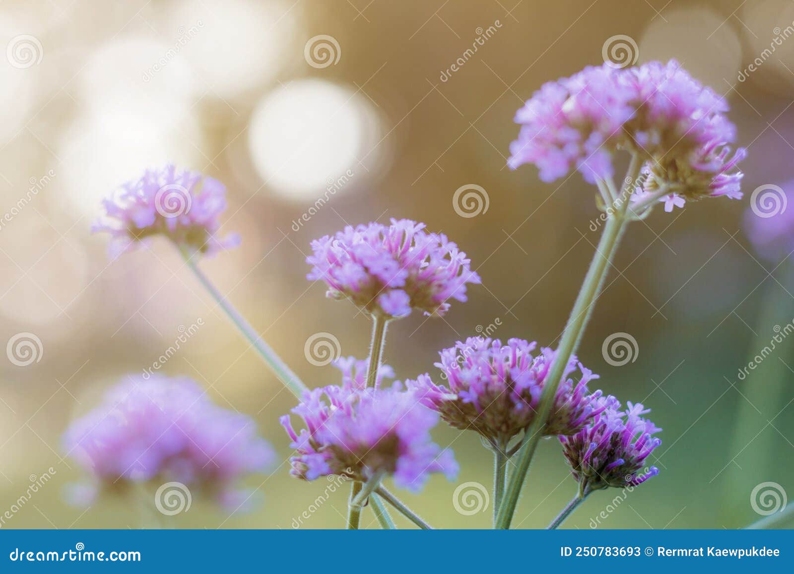 Purple Flower with Sunlight Stock Image - Image of ironweed, blooming ...