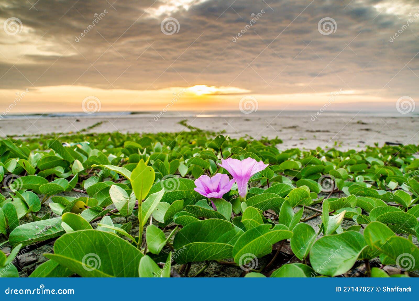 Purple Flower with Sunrise at Black Stone Beach Stock Image - Image of ...