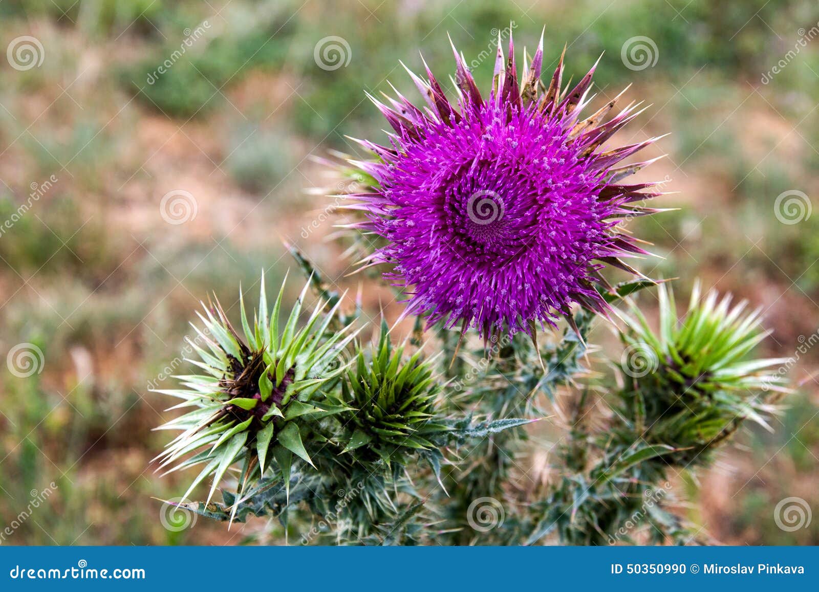 Purple Flower of the Thistle Stock Photo - Image of outdoor, beautiful ...