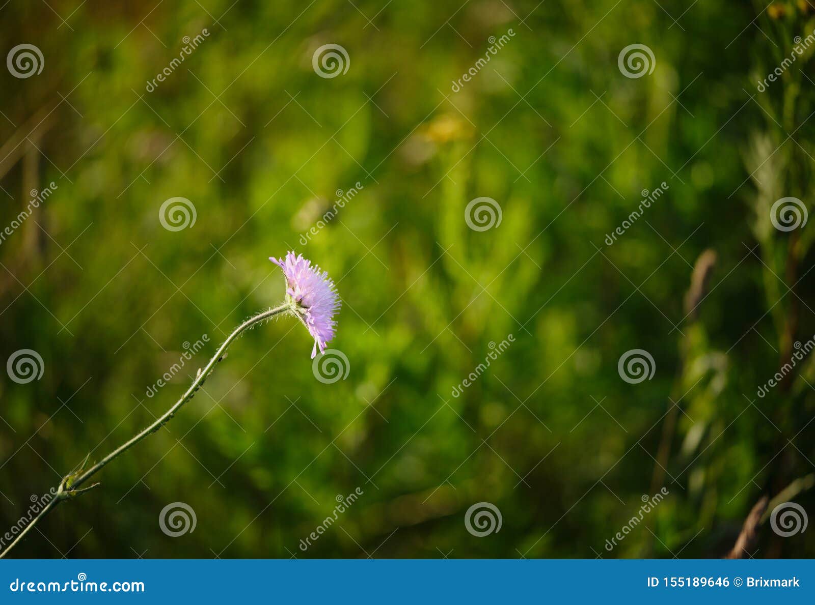 A Purple Flower Tilting Over Stock Photo - Image of plant, brown: 155189646