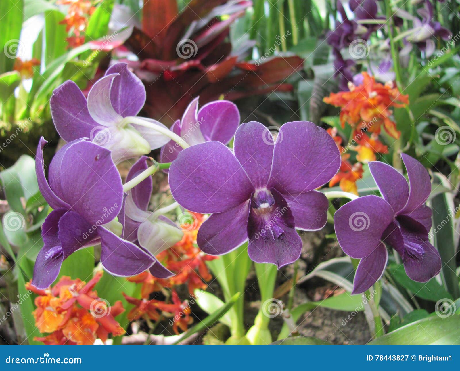 Purple flower trio stock image. Image of soft, trio, focus - 78443827