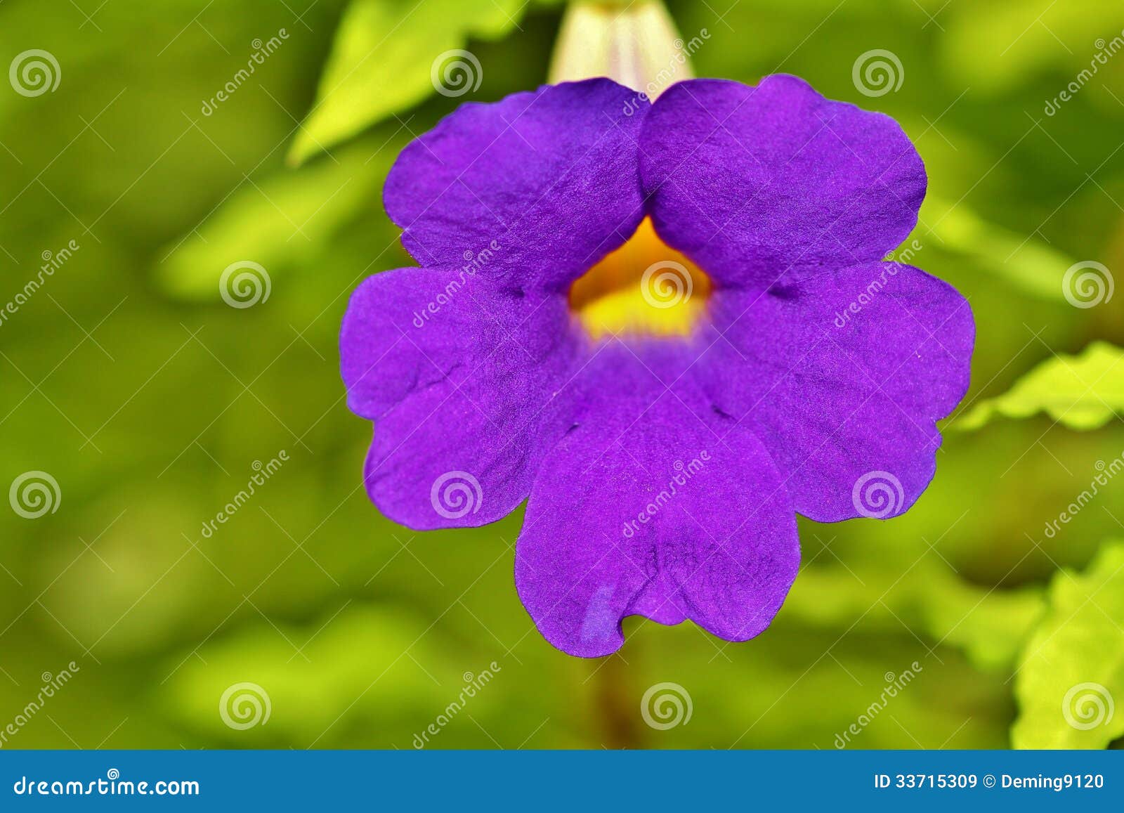 Purple flower petals stock image. Image of extraordinary - 33715309