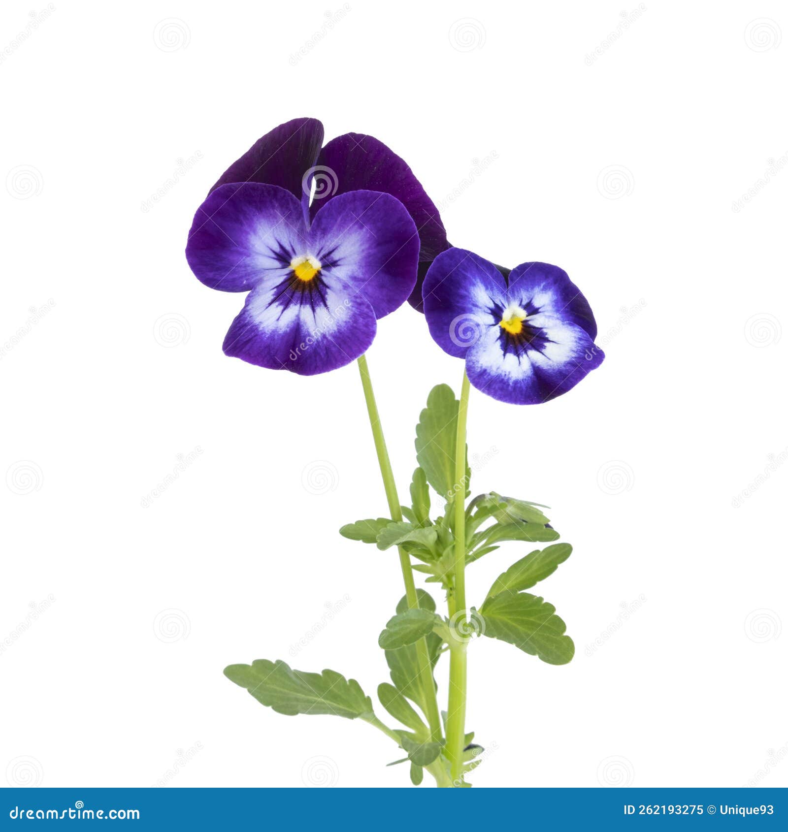 Purple Flower of Viola Cornuta Stock Image - Image of garden, orange ...