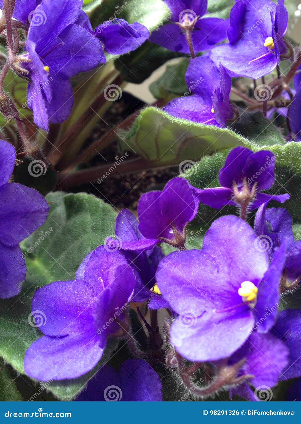 Purple flower Viola stock photo. Image of pollen, stamen - 98291326
