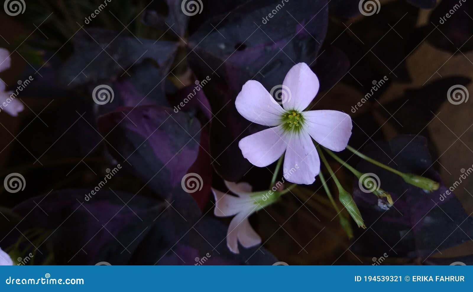 Purple Flower Which is Named the Widow Flower Which is Very Beautiful ...