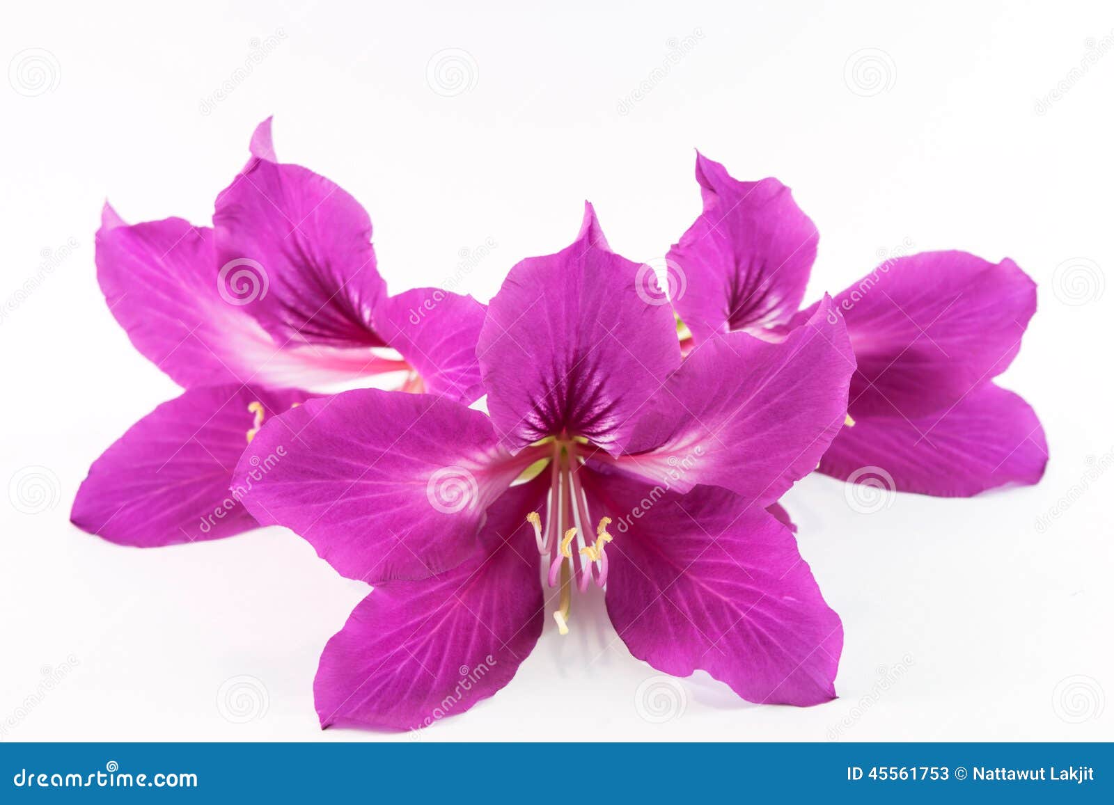 Purple Flower stock image. Image of season, color, beauty - 45561753