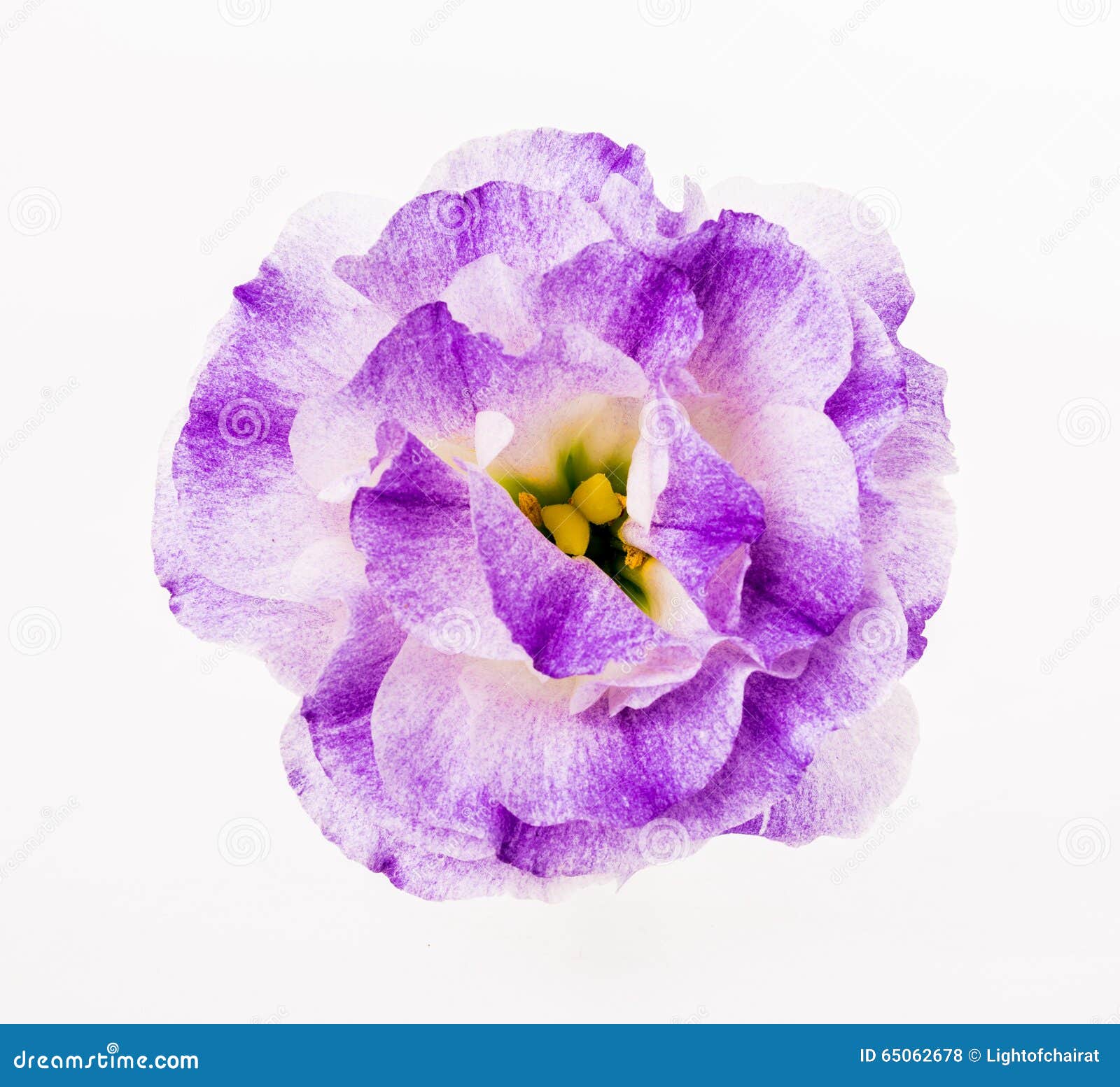 Purple Flower on White Background Stock Photo - Image of beautiful ...