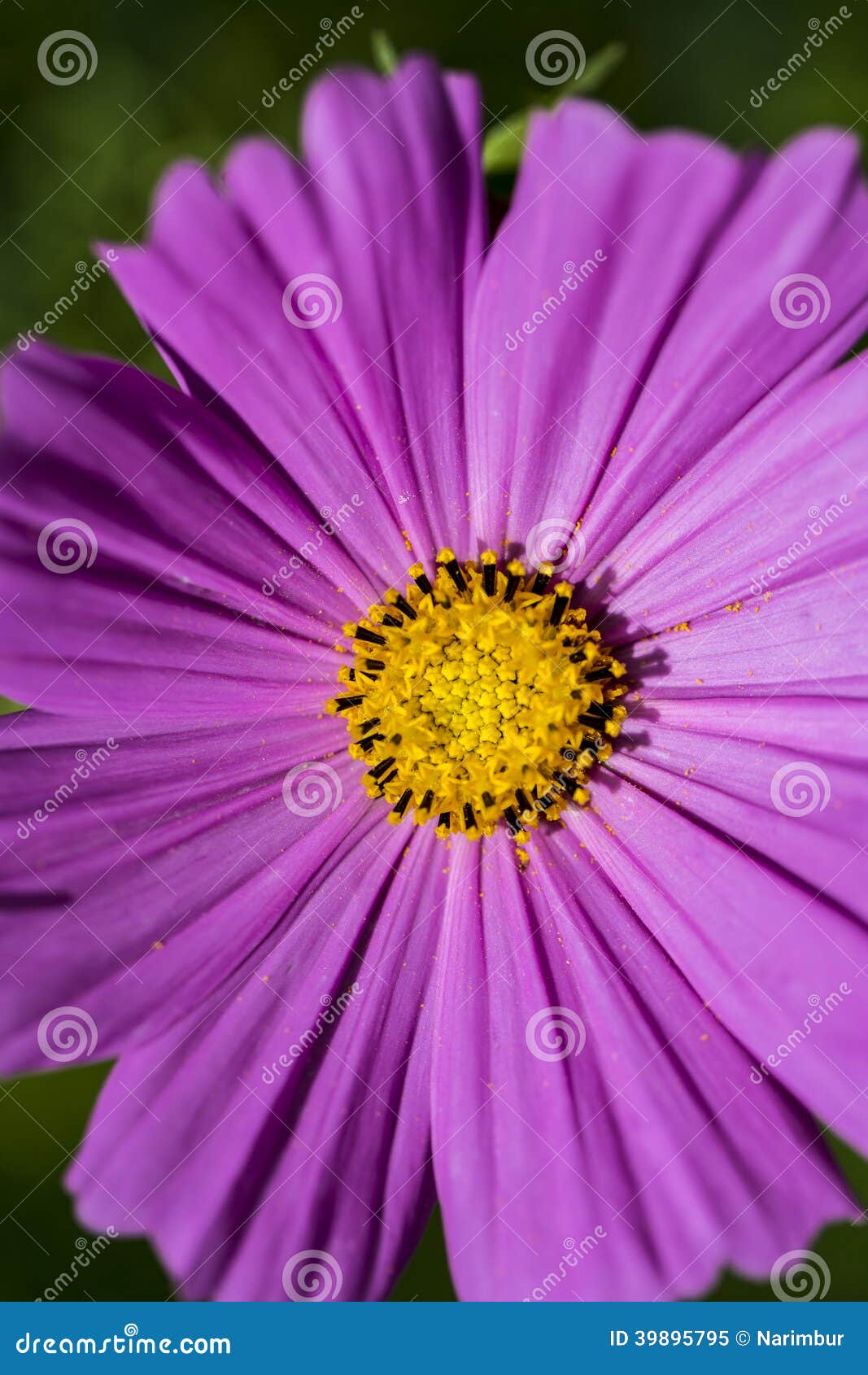 Purple Flower with Yellow Stigma Stock Image - Image of beauty, botany ...