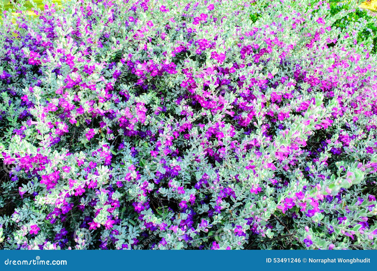 Purple Flowering Bush stock photo. Image of mediterranean - 53491246