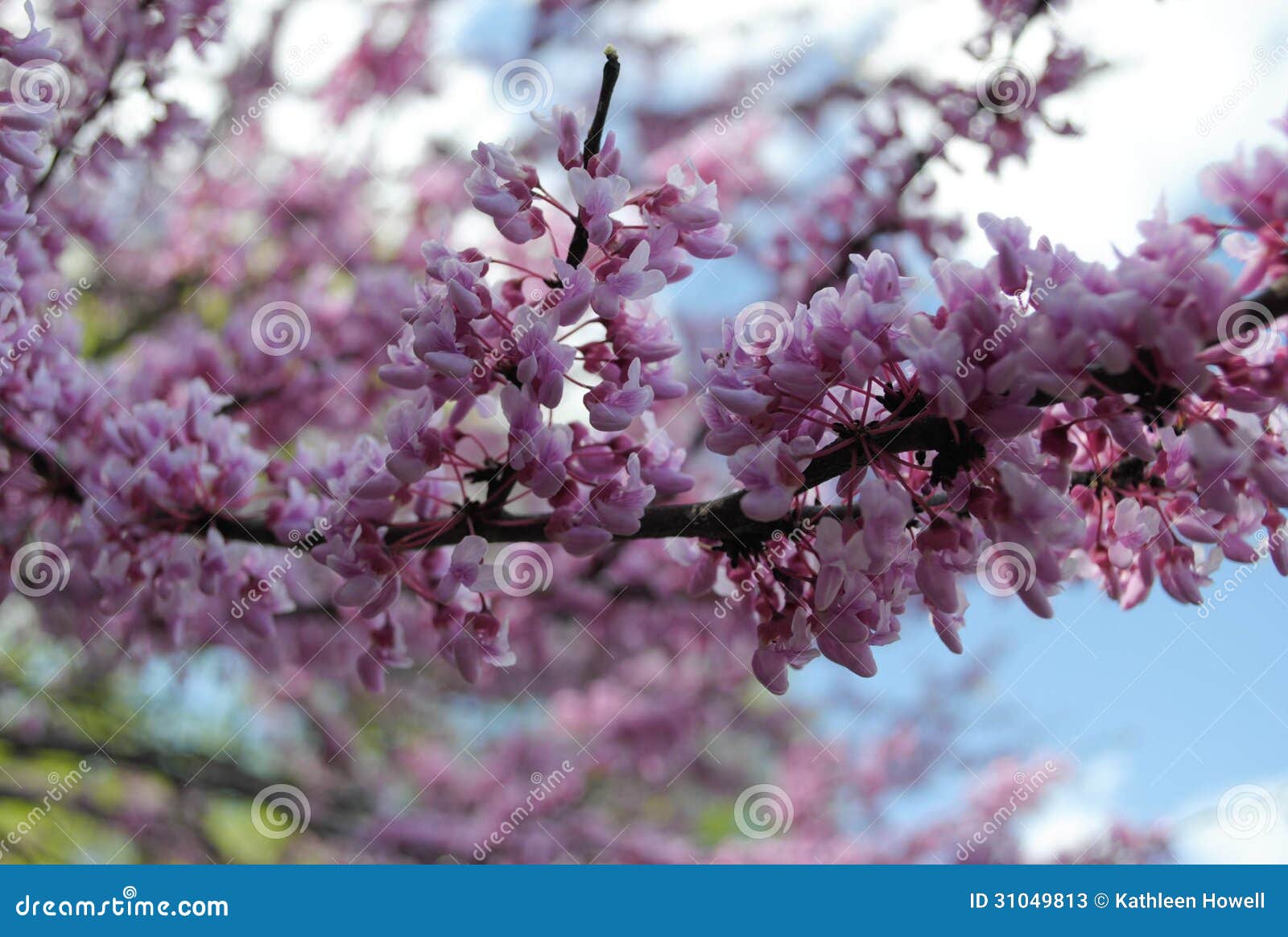 Purple flowering tree stock image. Image of tree, flowers - 31049813