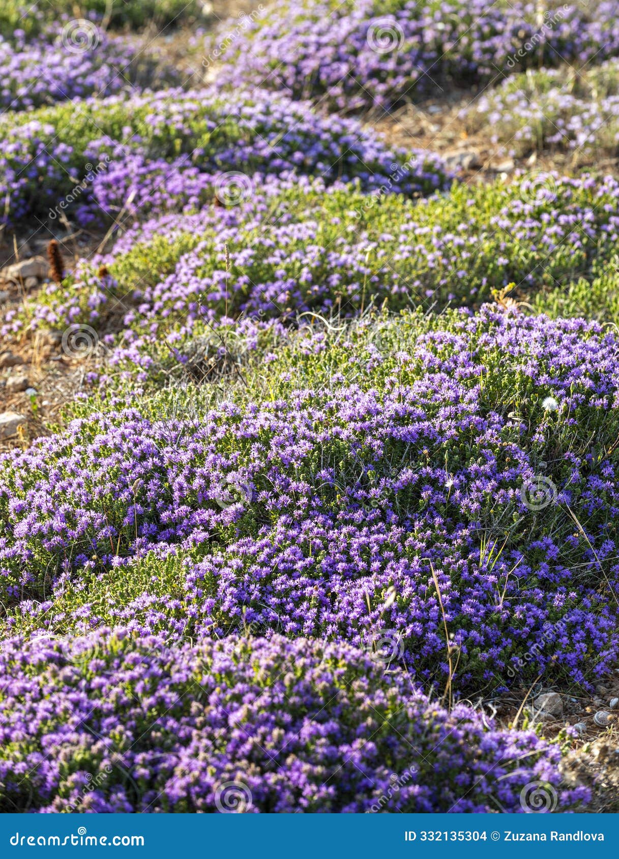 Purple Flowering Wild Thyme in Late Spring in Sicily. Wild Thyme Stock ...