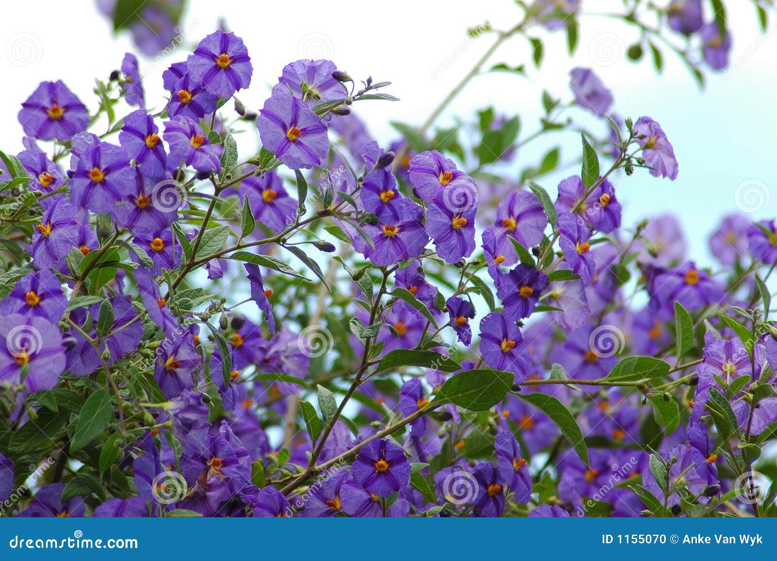 Potato Creeper Photos - Free & Royalty-Free Stock Photos from Dreamstime