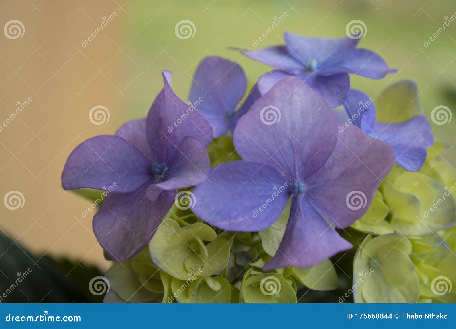 Ripe & Unripe Purple Hydrangea Flowers Stock Photo - Image of stage ...
