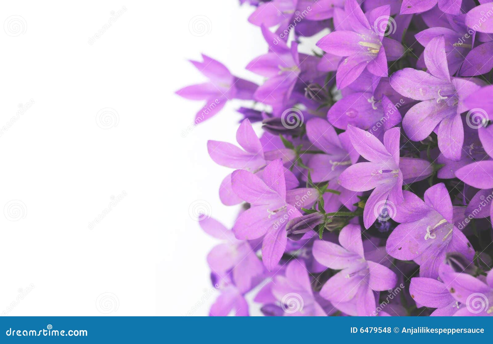 Purple Flowers Of The Evergreen Shrub Bougainvillea In Front Of The ...