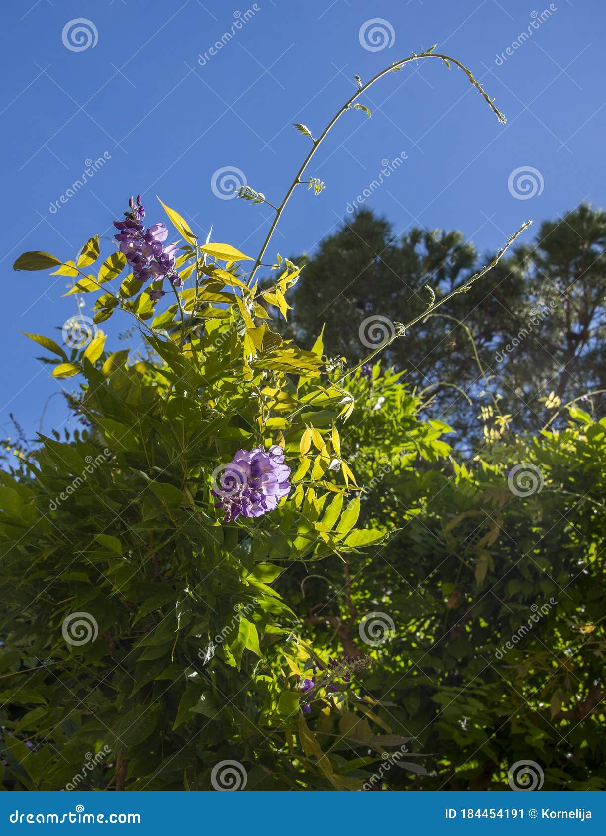Purple Flowers of Acacia Tree Stock Image - Image of purple, spring ...