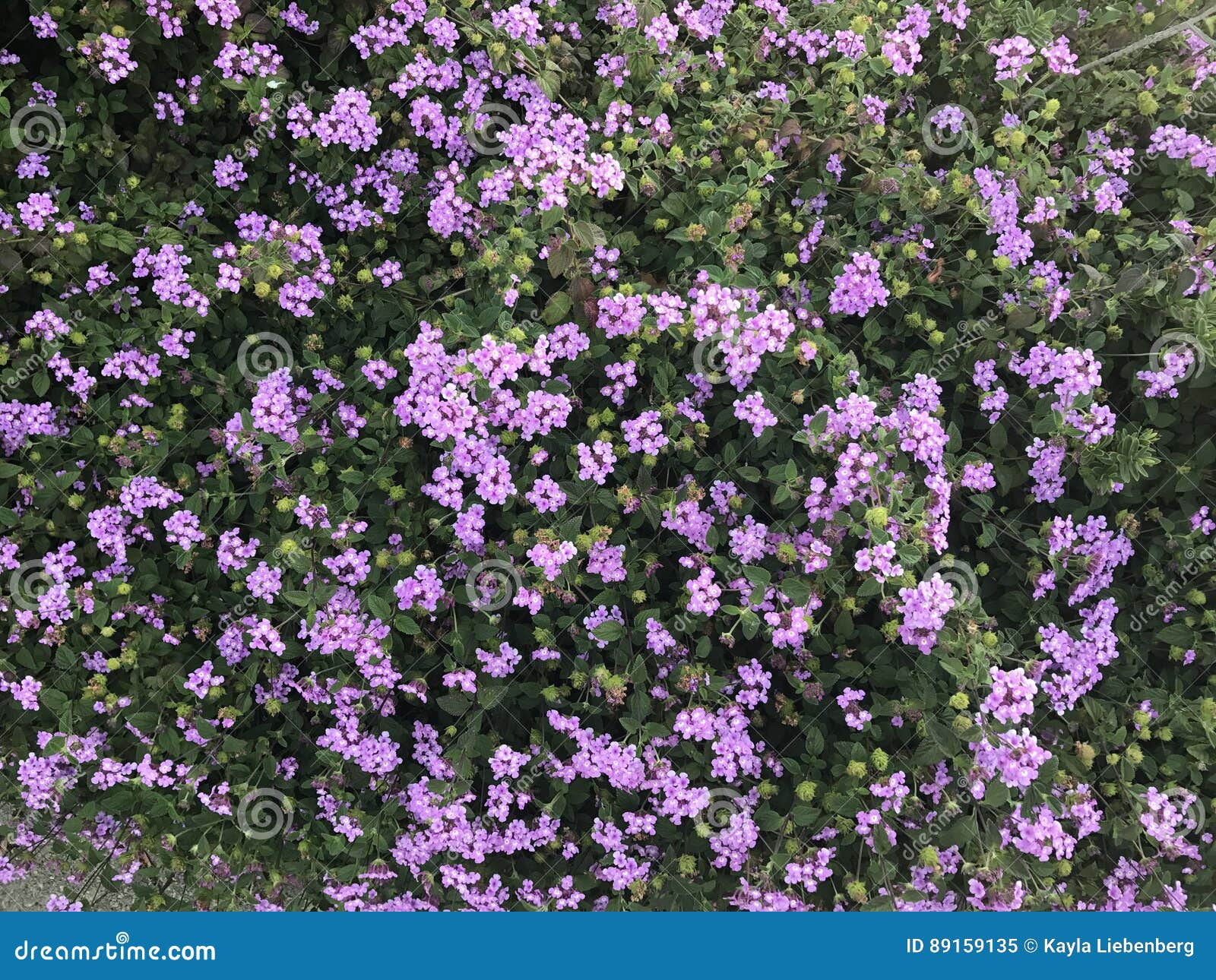 Purple flowers stock image. Image of tiny, flowers, delicate - 89159135