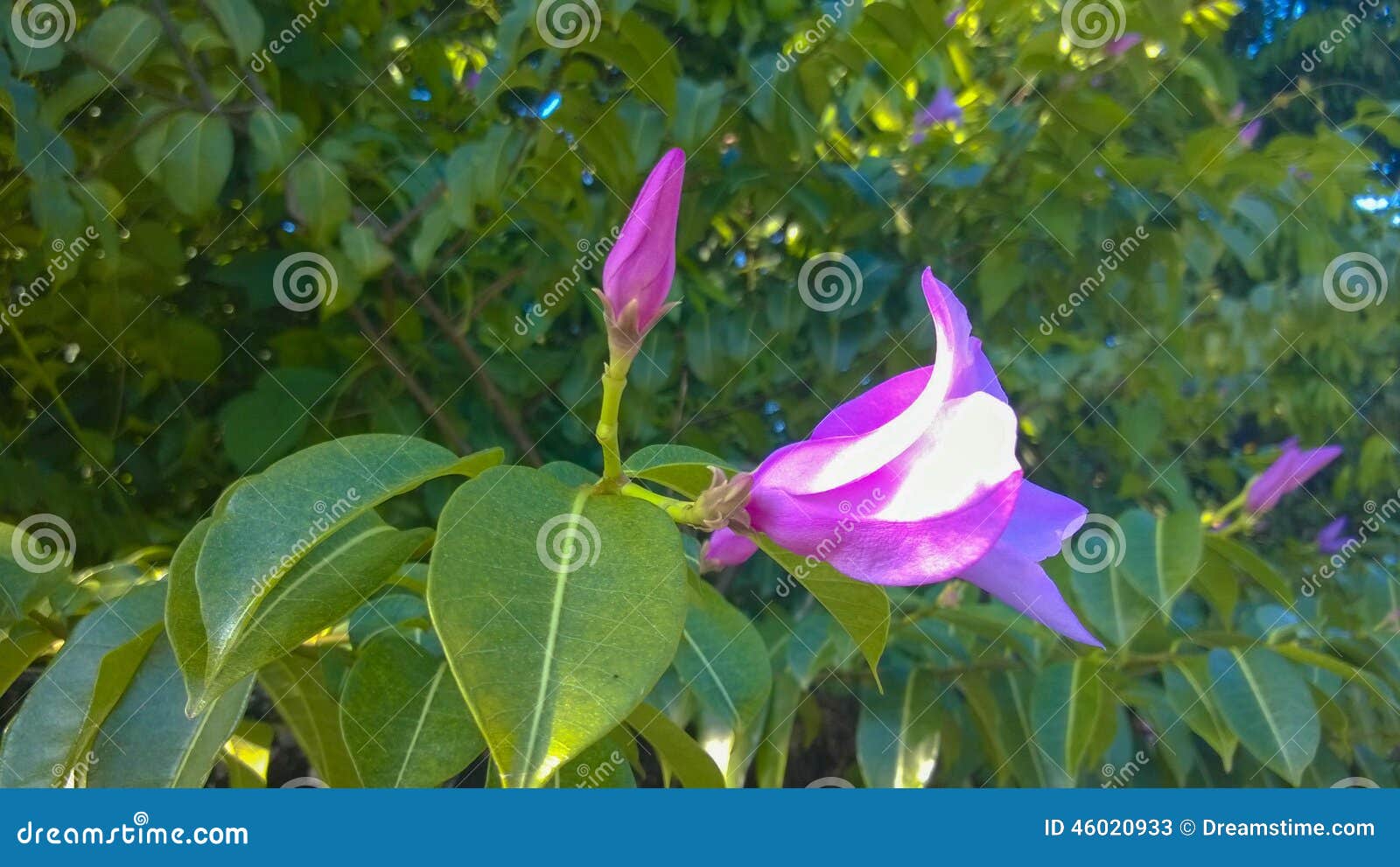 Purple flowers Apocynaceae stock image. Image of flora - 46020933