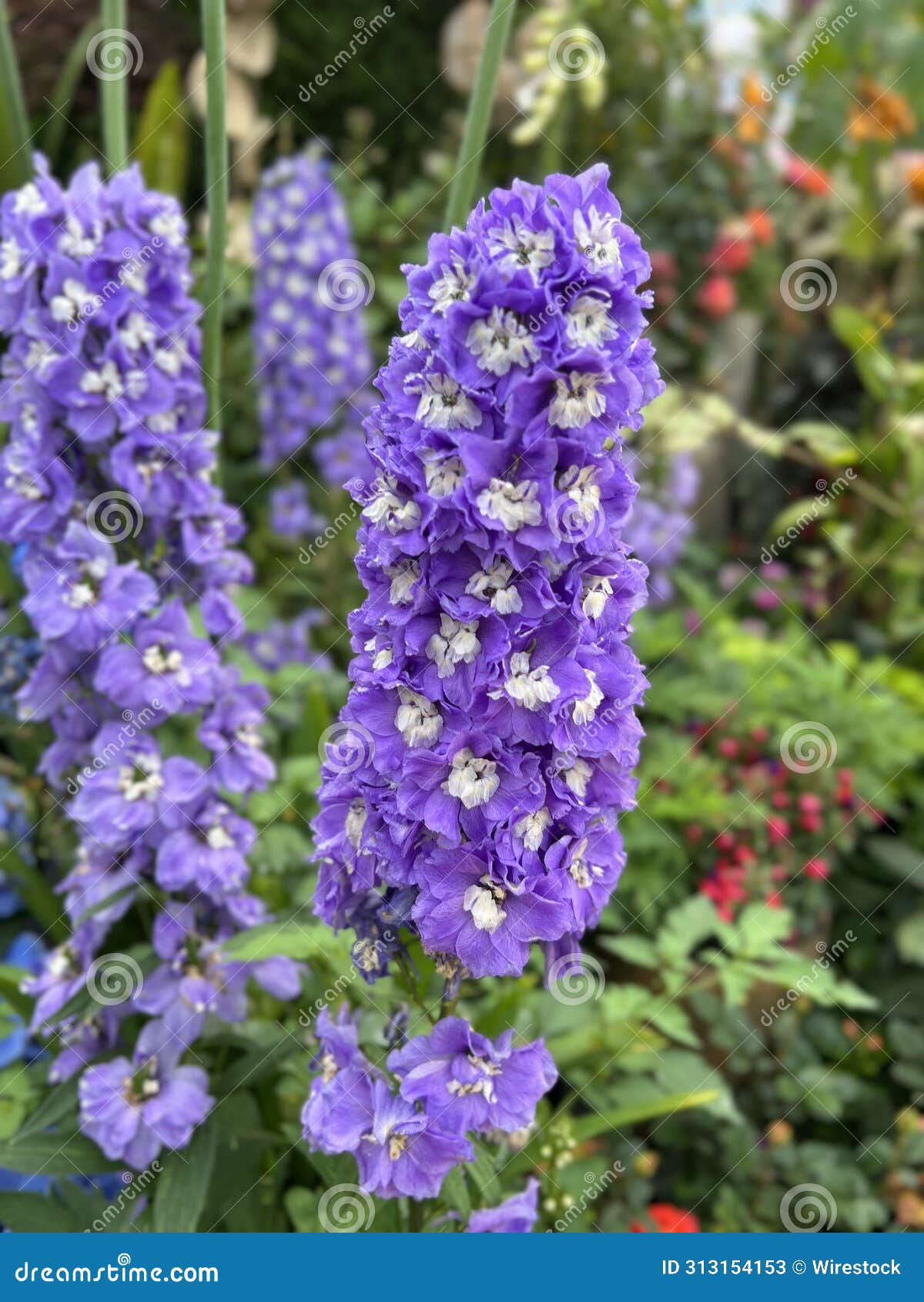 Purple Flowers and Assorted Plants in a Garden Setting Stock Image ...