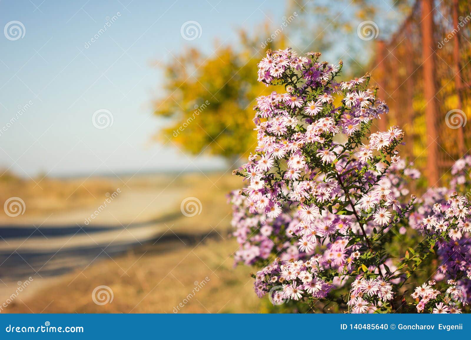 Purple Flowers in Autumn, with Stock Photo - Image of field, meadow ...