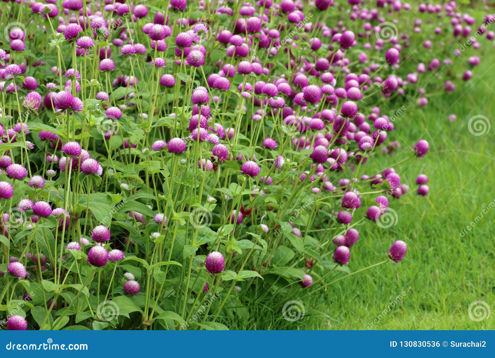 Purple Flowers, Bachelor Button, Gomphrena Stock Photo - Image of ...