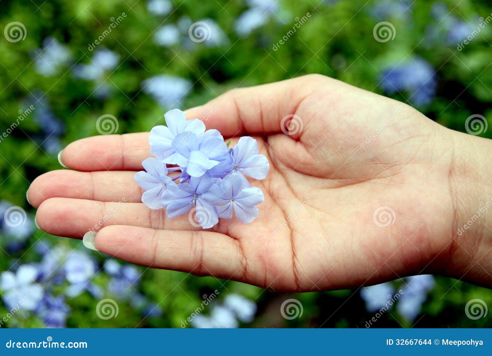 Purple Flowers in the Backyard on Hand. Stock Photo - Image of flower ...