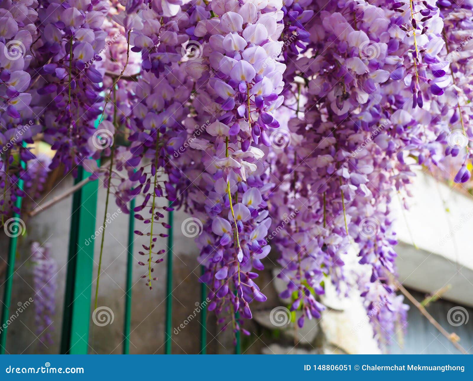 Purple Flowers are a Beautiful Bunch Stock Image - Image of lavender ...