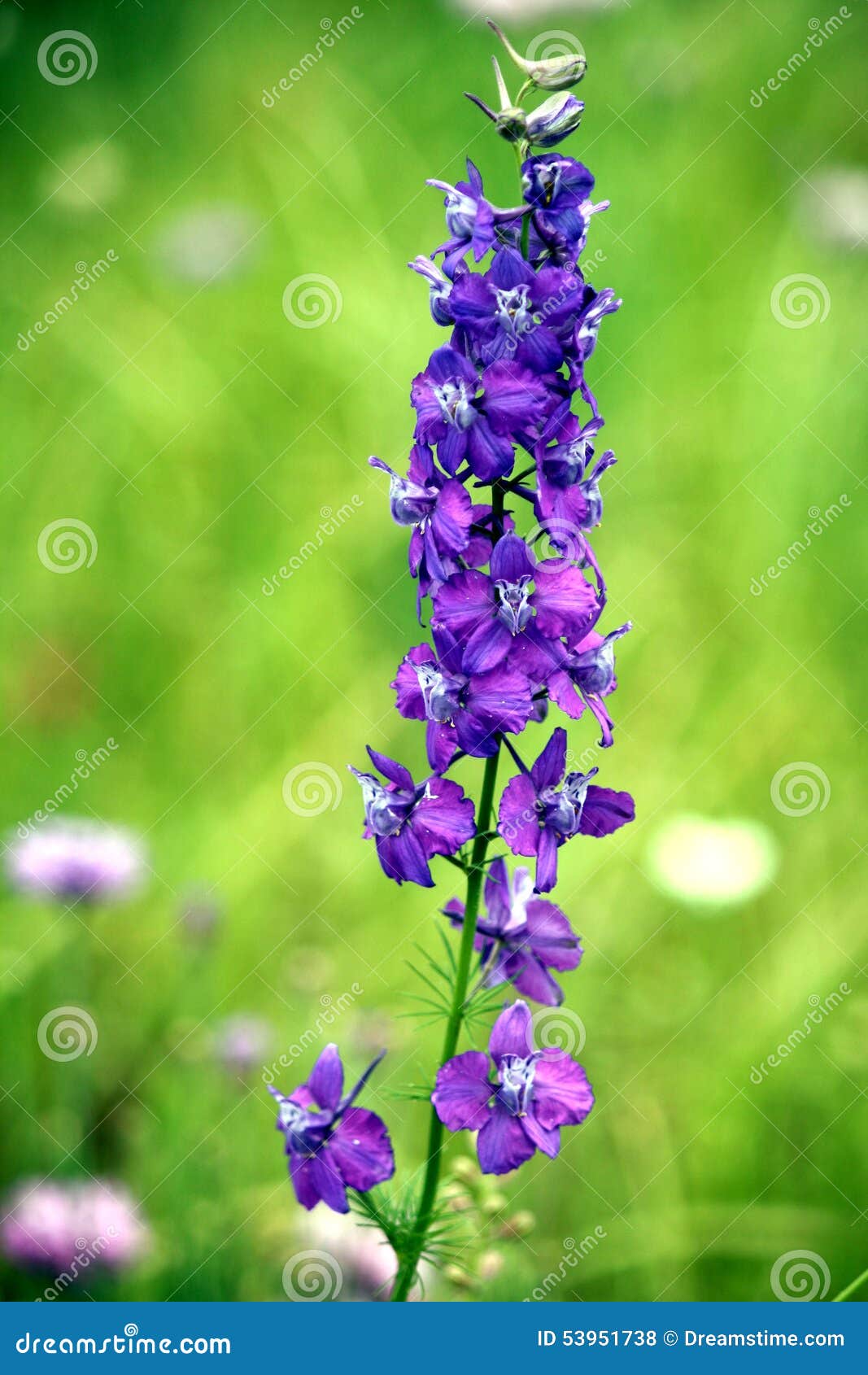 Purple Flowers stock photo. Image of spring, field, outdoors - 53951738