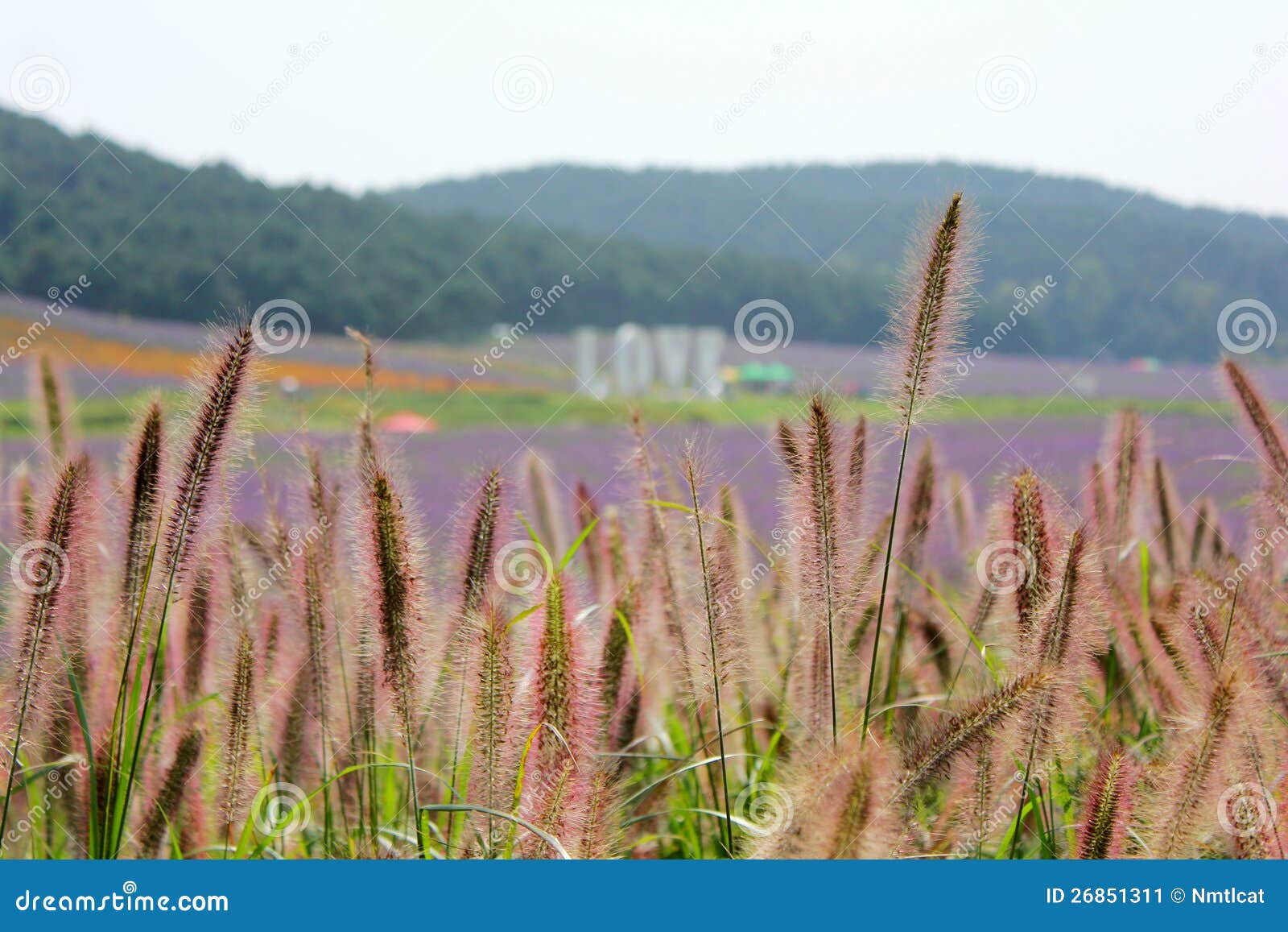 Purple Flowers and Bitter Fleabane Grass Stock Image - Image of bridge ...