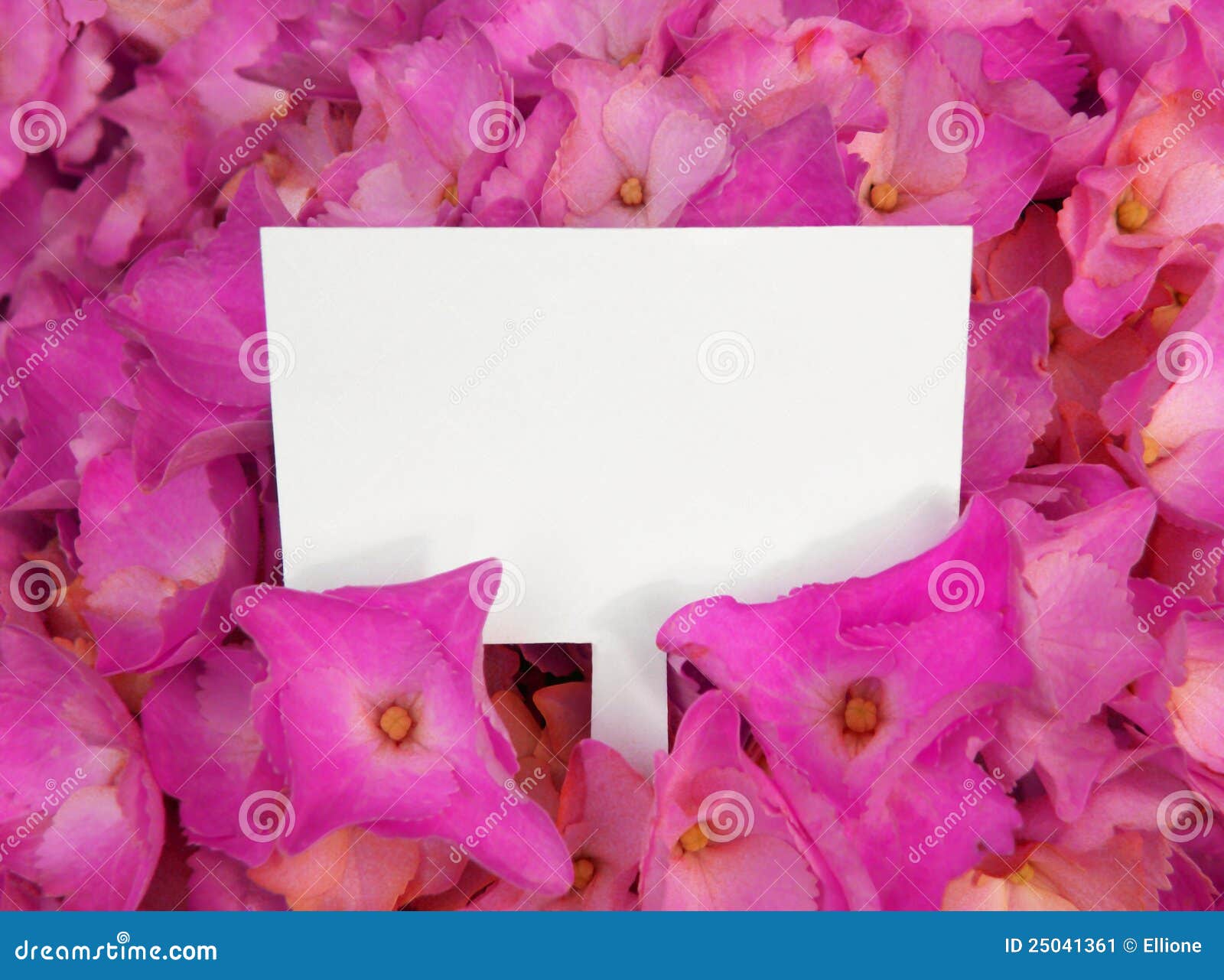 Purple Flowers with Blank Label Stock Image - Image of empty ...