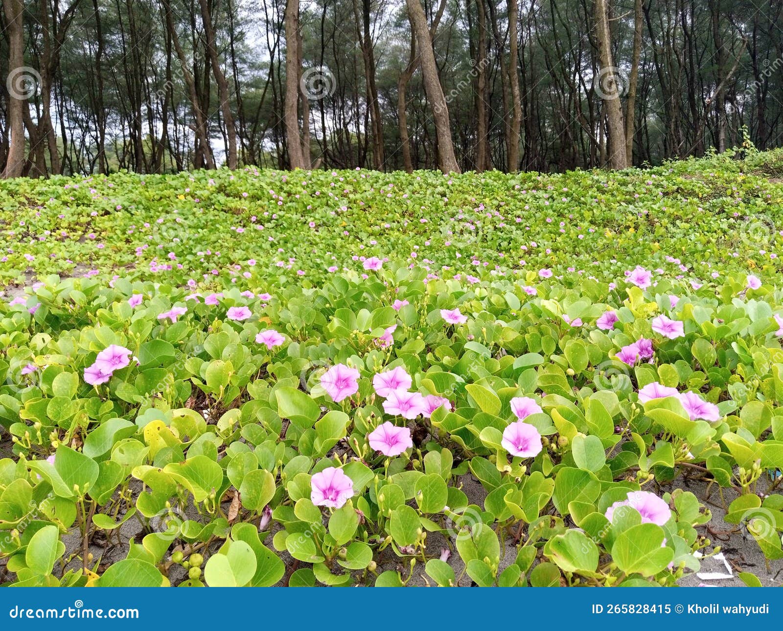Purple Flowers that Bloom on the Beach. Stock Image - Image of nature ...