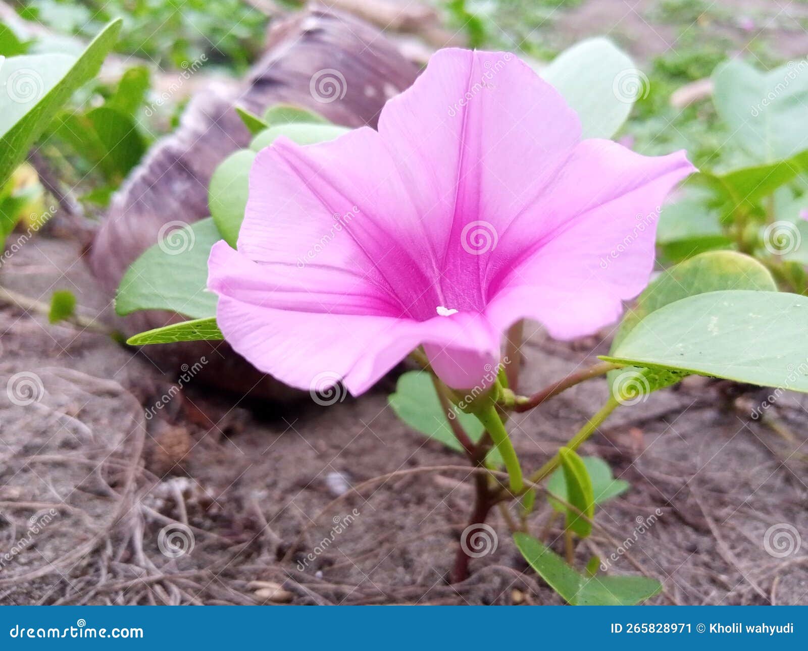 Purple Flowers that Bloom on the Beach. Stock Image - Image of ...