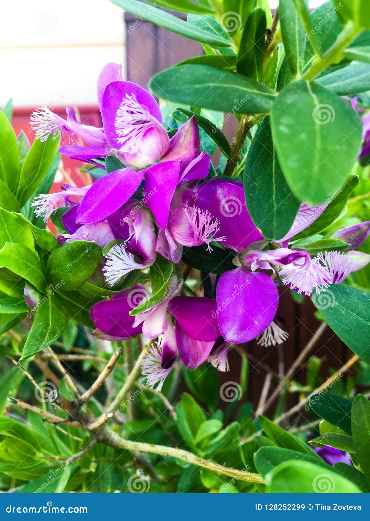 Purple flowers blooming stock image. Image of leaf, decorative - 128252299