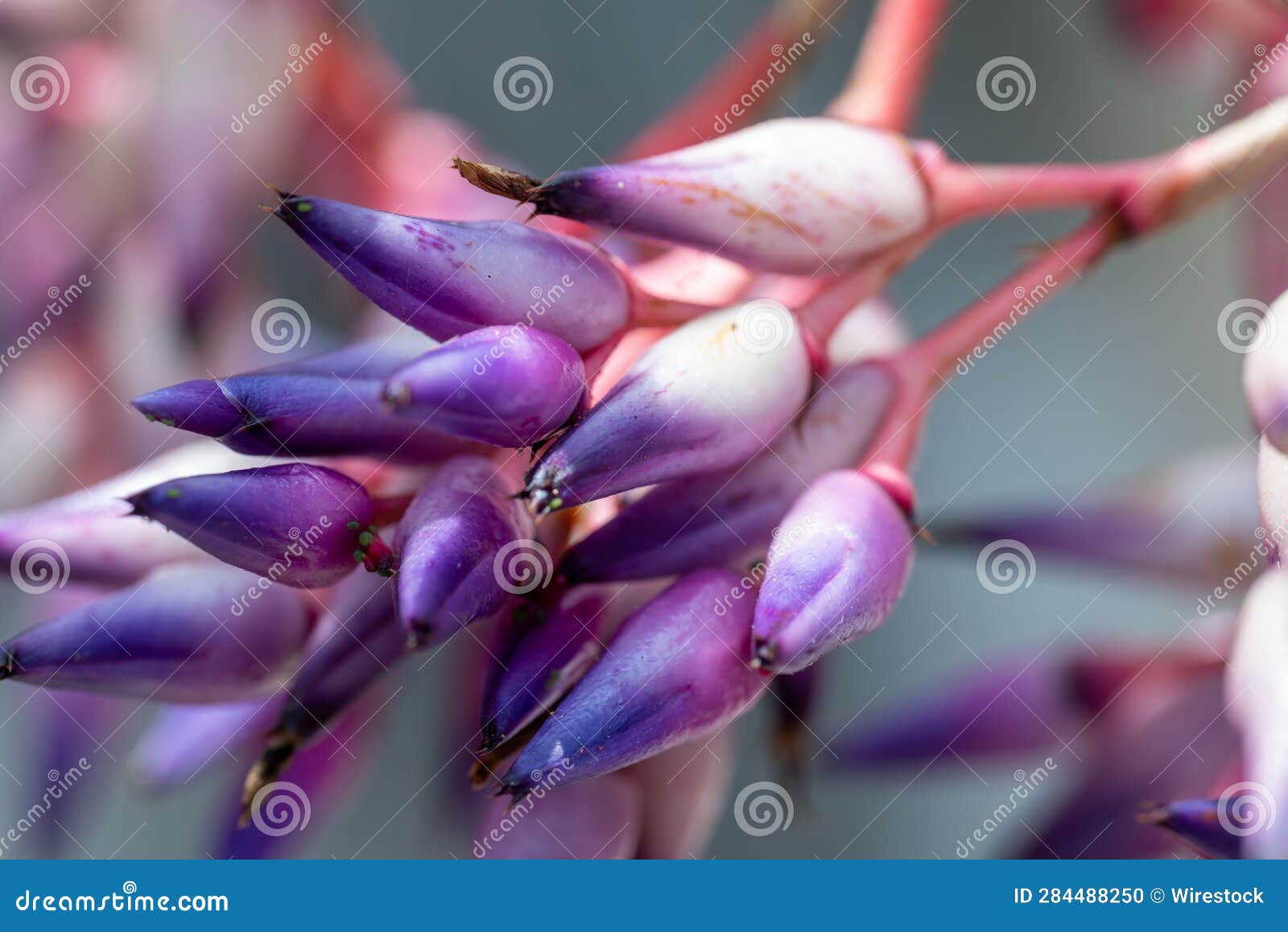 Purple Flowers that are Blooming on the Stems of Trees Stock Photo ...