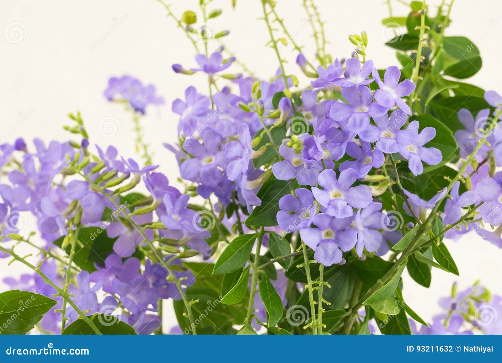 Purple flowers bouque stock photo. Image of drop, color - 93211632