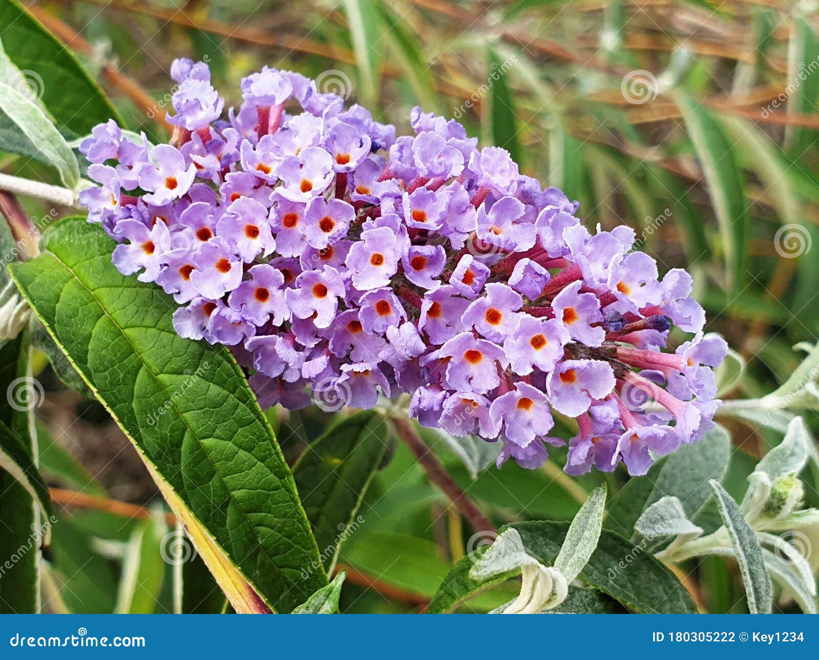 Purple Flowers Buddleja Davidii or Buddleja Stock Photo - Image of ...