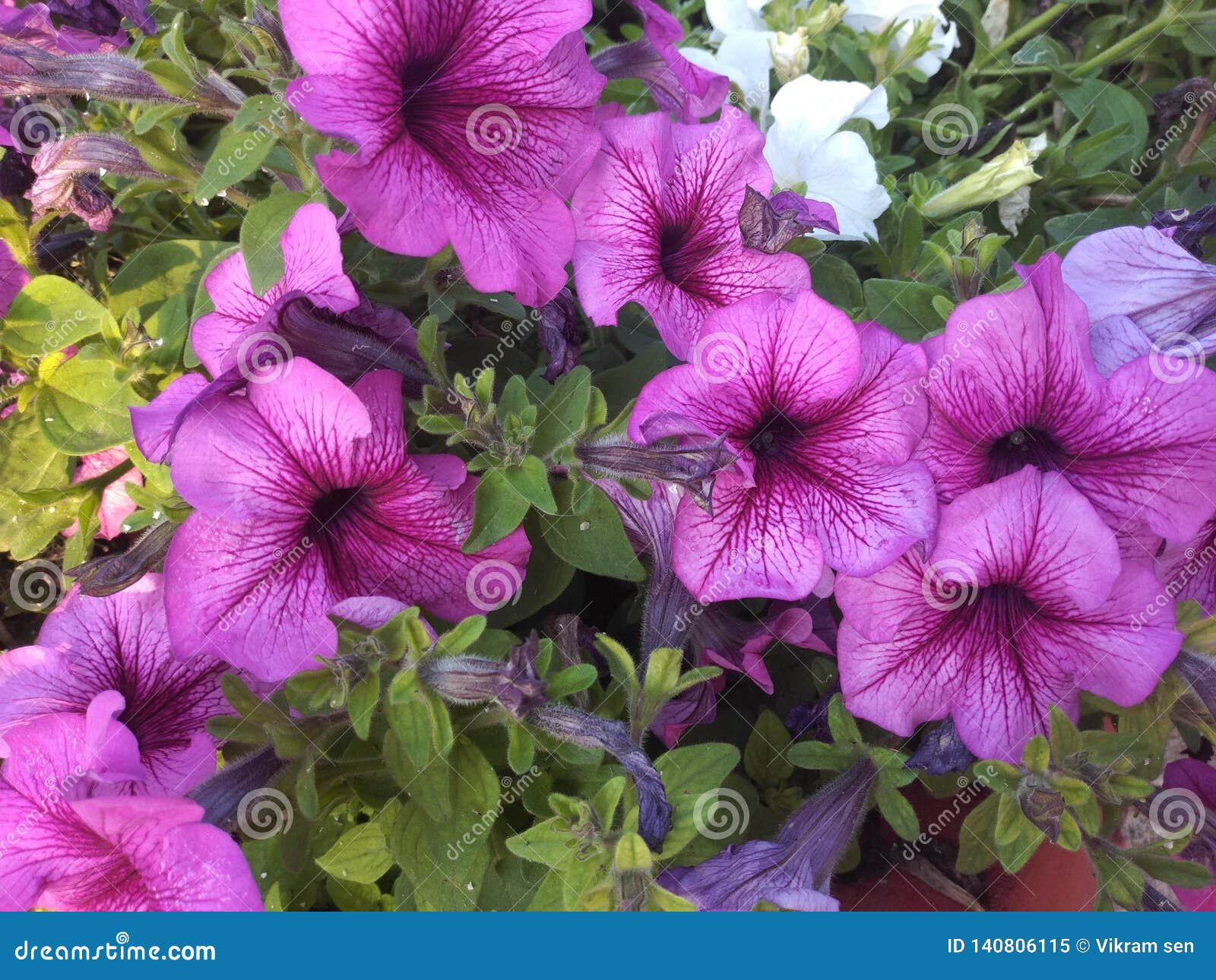 Purple Flowers Bunch Beauty Full Tree Stock Image - Image of full ...