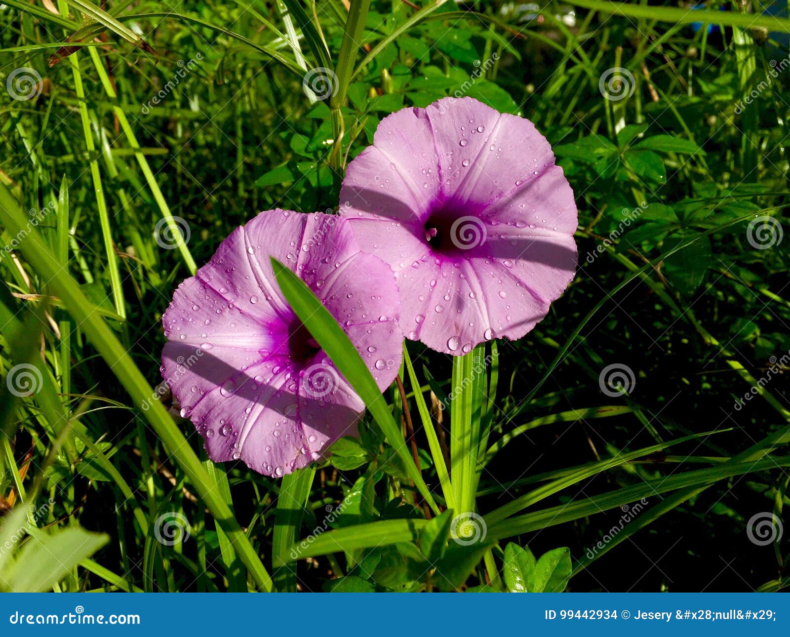 Purple Flowers stock photo. Image of bunga, ungu, purple - 99442934