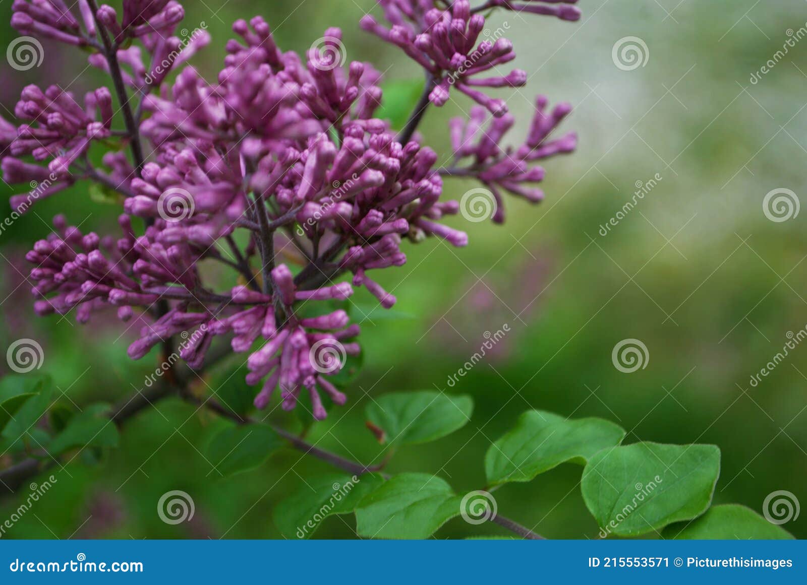 Purple Flowers on a Bush in the Spring Stock Image - Image of gardening ...