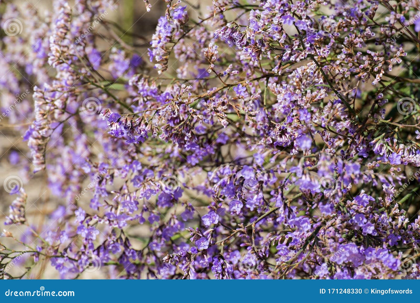 Purple flowers of caspia stock photo. Image of caspia - 171248330
